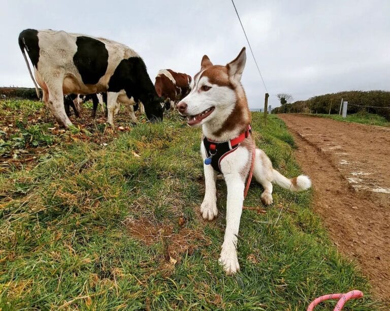 4 Types Of Dog Training Methods (Which Technique Is Best?)