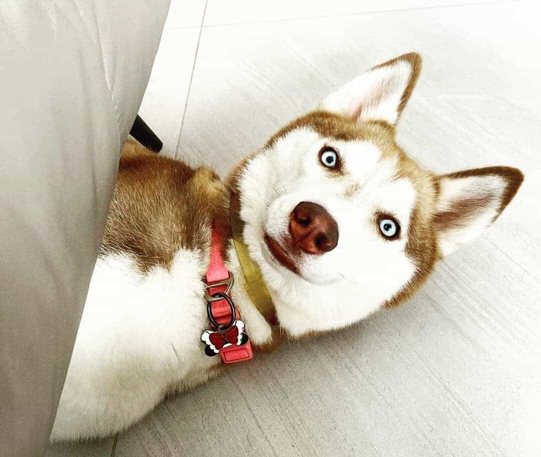 4 Types Of Dog Training Methods (Which Technique Is Best?)