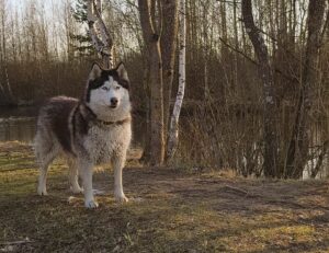 Overweight Husky Help Guide (4 Reasons Why + How To Help)
