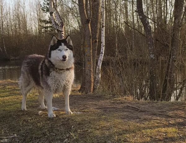 Overweight Husky Help Guide (4 Reasons Why + How To Help)