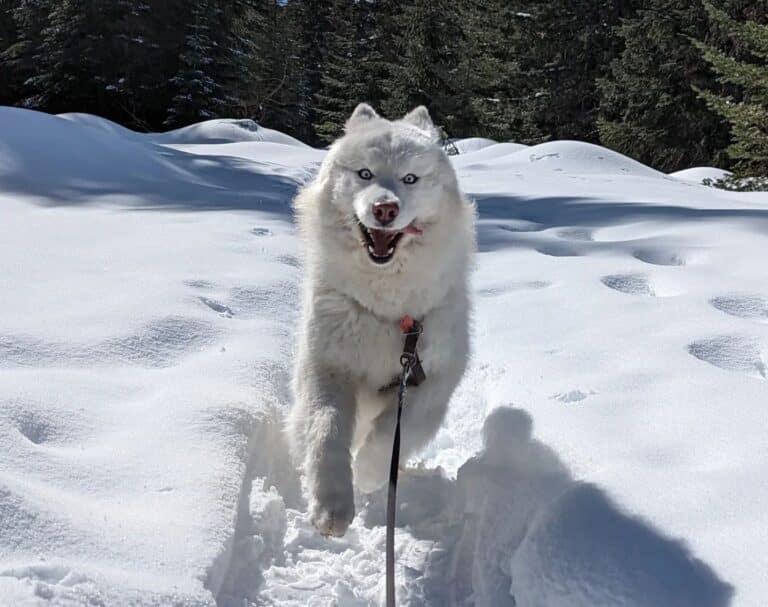 Wooly Husky: Facts About The Long Haired Husky (Full Guide)