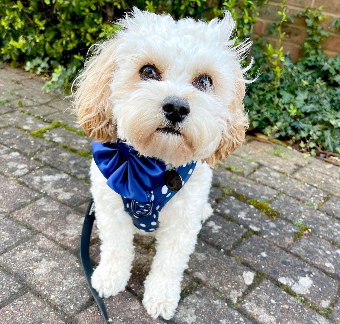 12 Designer Dog Breeds And Their History (+ Photos!)