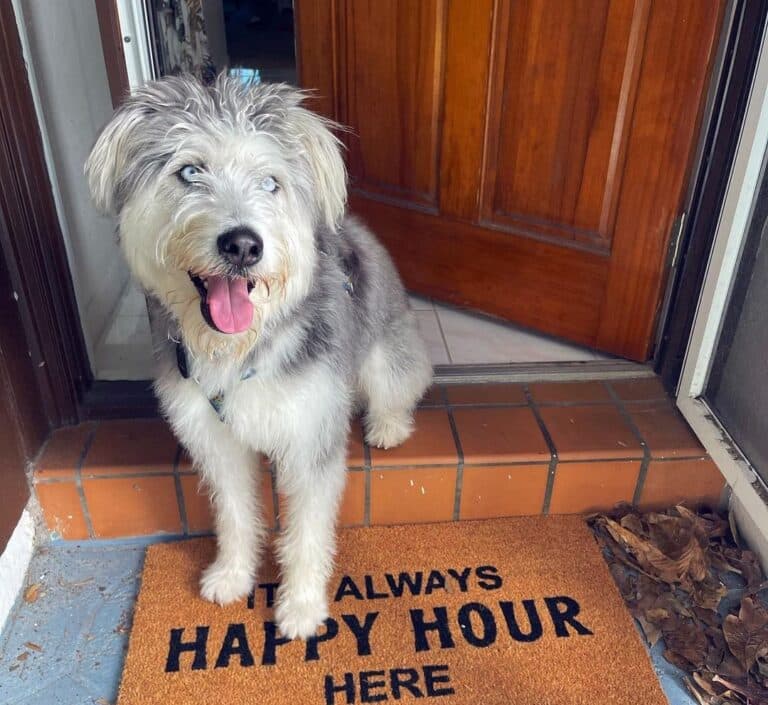 12 Designer Dog Breeds And Their History (+ Photos!)