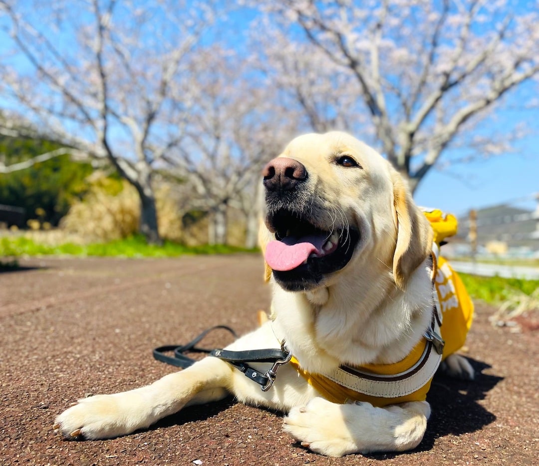 12 Designer Dog Breeds And Their History (+ Photos!)