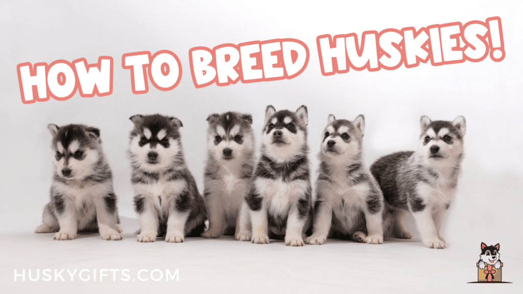 How To Breed Siberian Huskies (7-Step Breeding Guide)