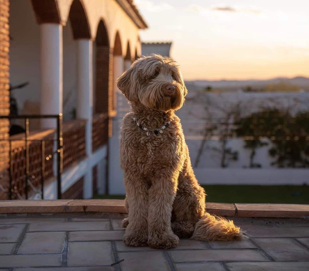 12 Designer Dog Breeds And Their History (+ Photos!)