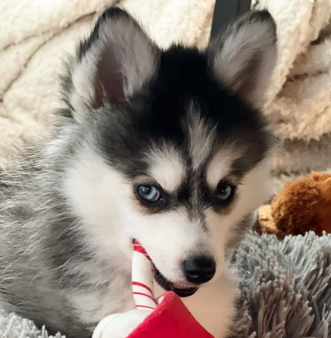 12 Designer Dog Breeds And Their History (+ Photos!)
