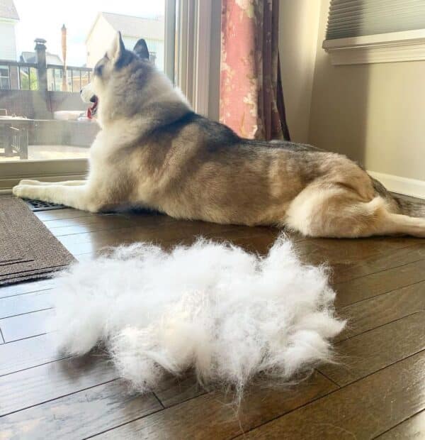 How To Reduce Husky Shedding In 5 Steps (Complete Guide)
