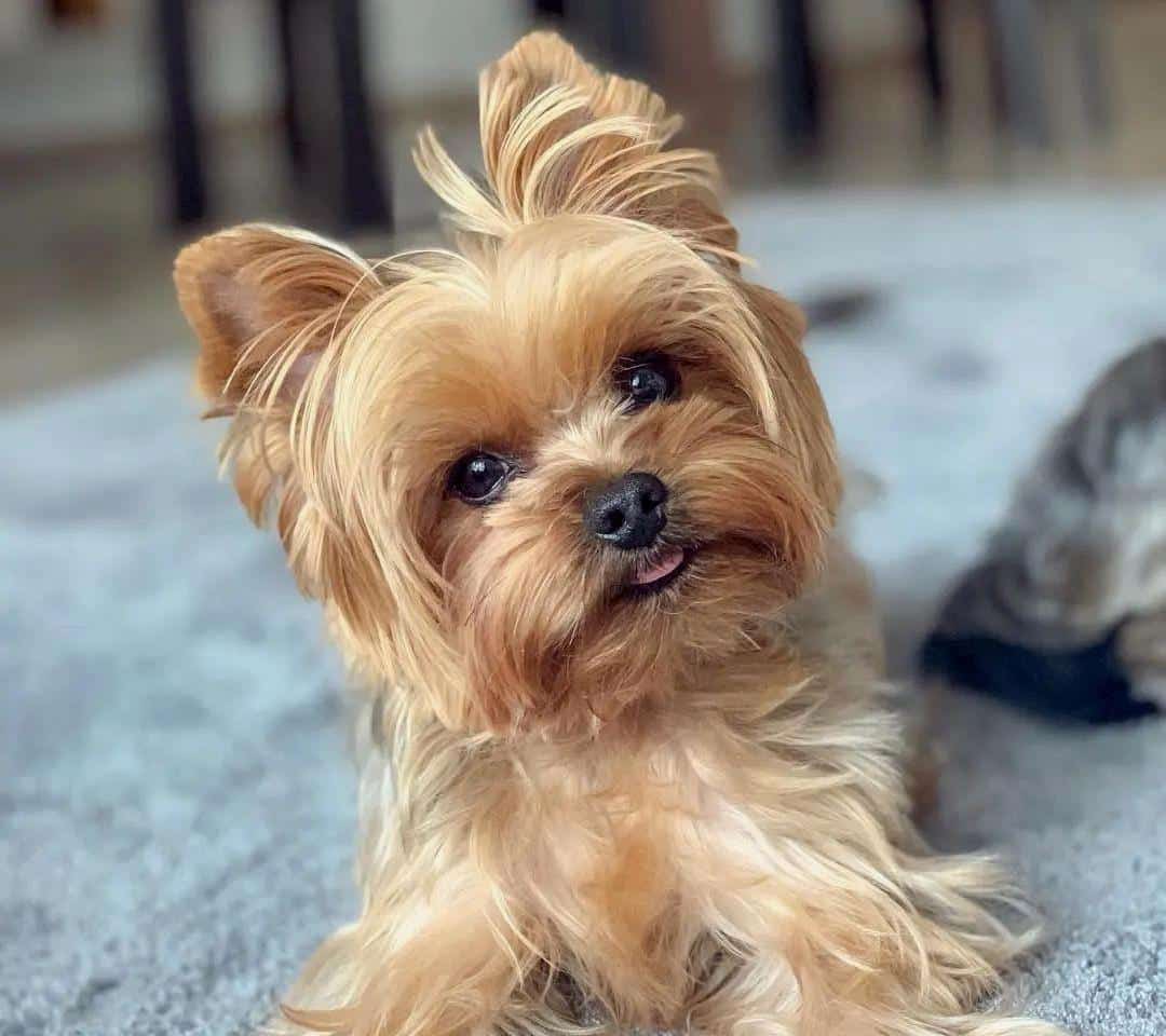 12 Designer Dog Breeds And Their History (+ Photos!)