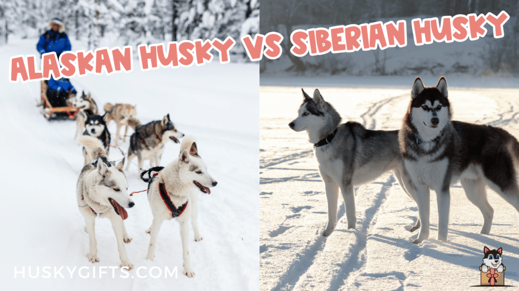 Alaskan Husky vs Siberian Husky (8 Key Differences)