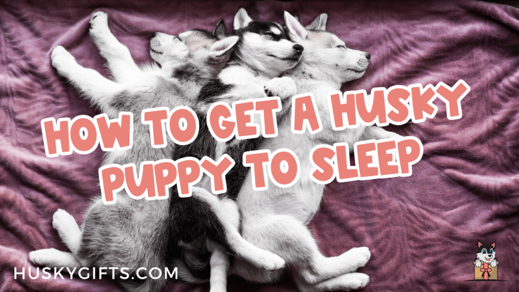 Siberian Husky Behavior Hub (Everything You Need To Know)