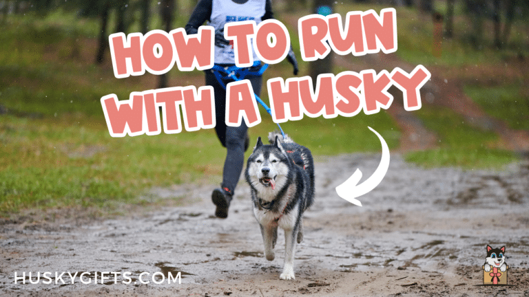 How To Run With A Husky (Safety, Prep & Fitness Tips)