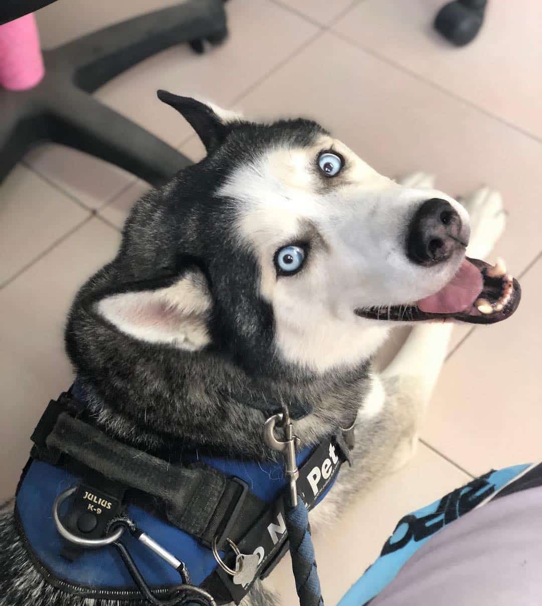 How To Run With A Husky (Safety, Prep & Fitness Tips)
