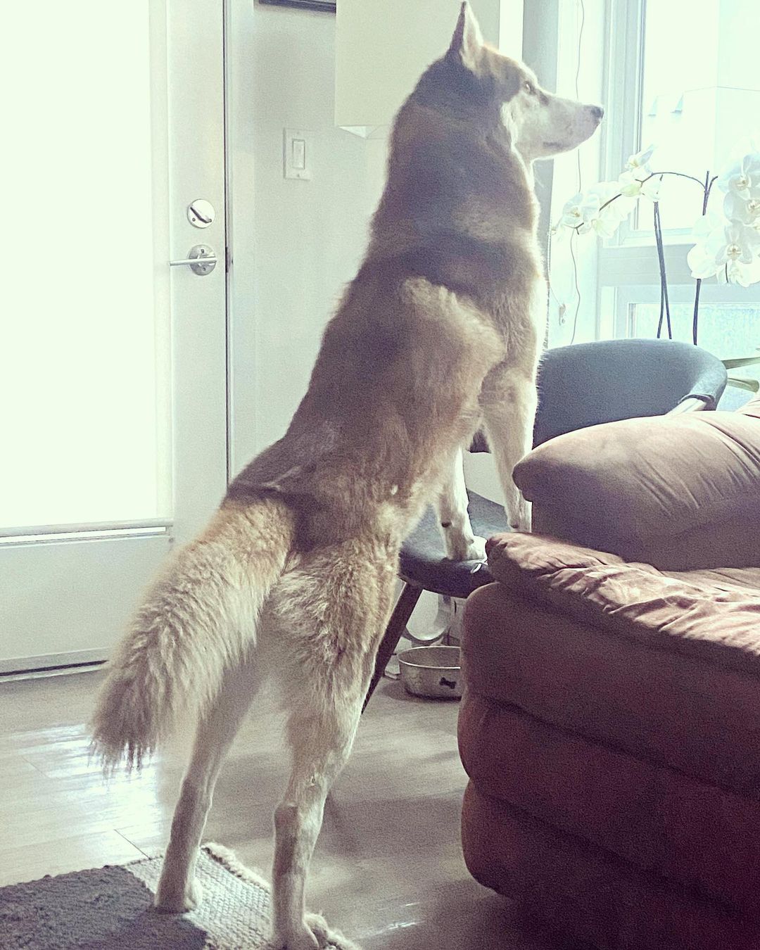 Do Huskies Get Attached To Their Owners? (Full Explanation)