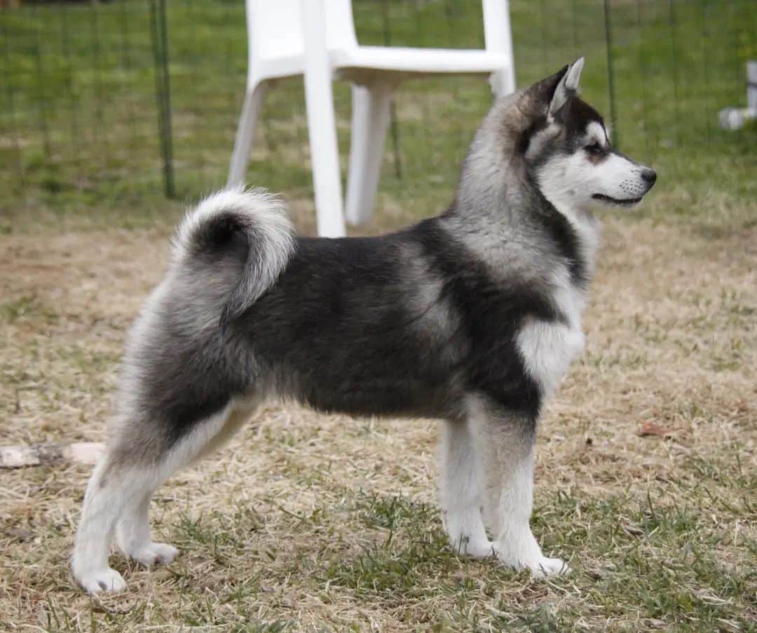 Why Is My Husky So Small? (7 Tiny Reasons)