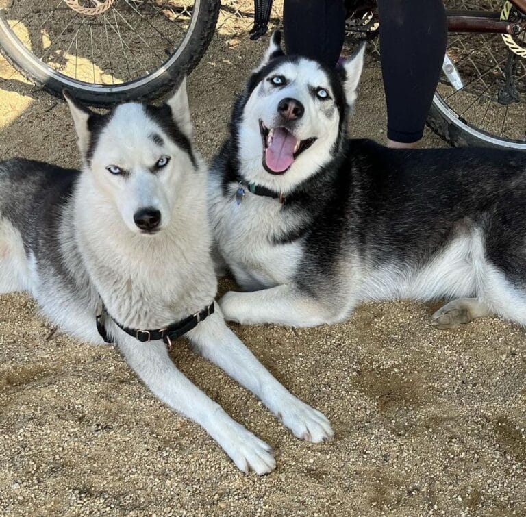 Are Huskies Friendly With Strangers? (Friend or Foe)
