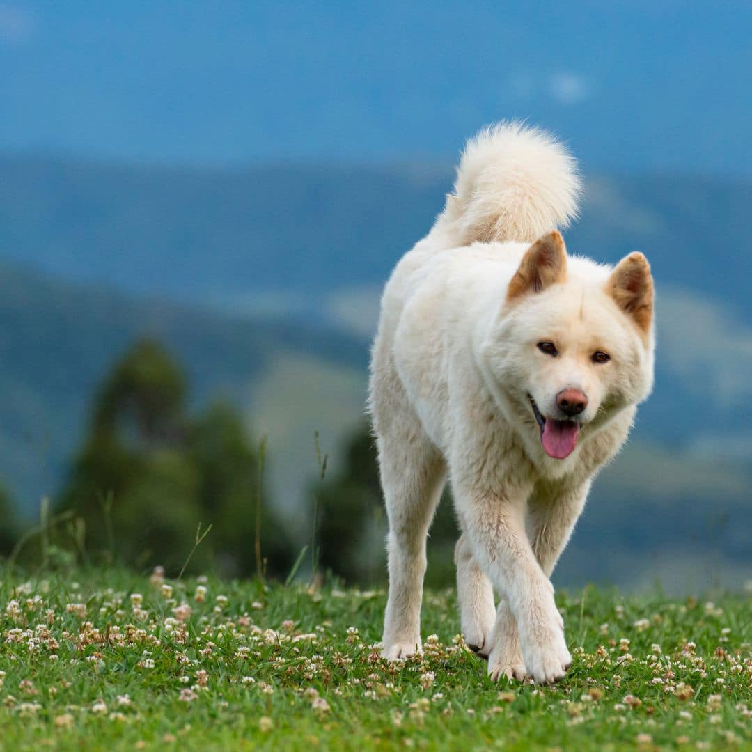18 Different Types of Huskies & Husky Breeds (+ Pictures)