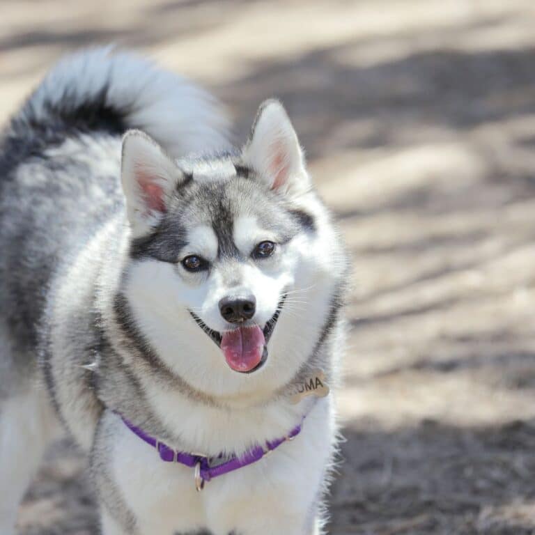 18 Different Types of Huskies & Husky Breeds (+ Pictures)