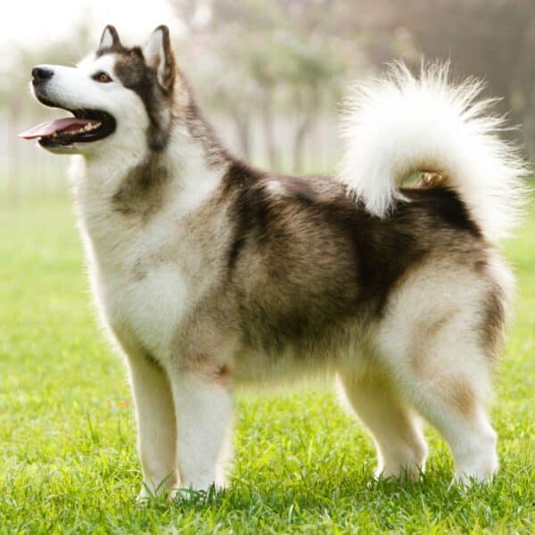 18 Different Types of Huskies & Husky Breeds (+ Pictures)