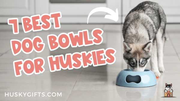 7 Best Dog Bowls for Huskies (All Types Reviewed)