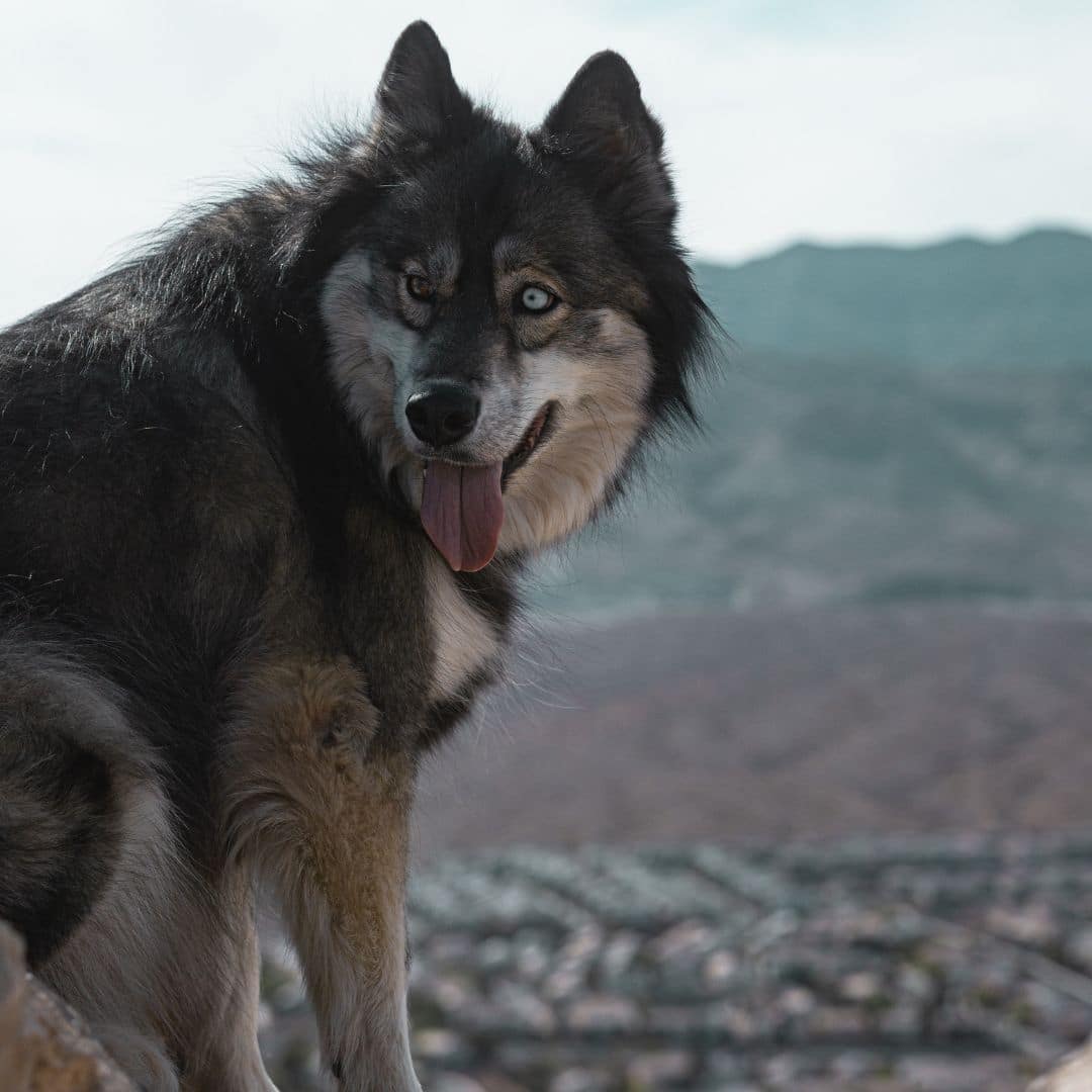 18 Different Types of Huskies & Husky Breeds (+ Pictures)