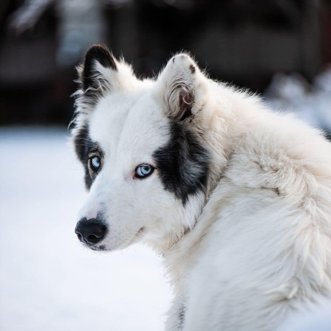 18 Different Types of Huskies & Husky Breeds (+ Pictures)